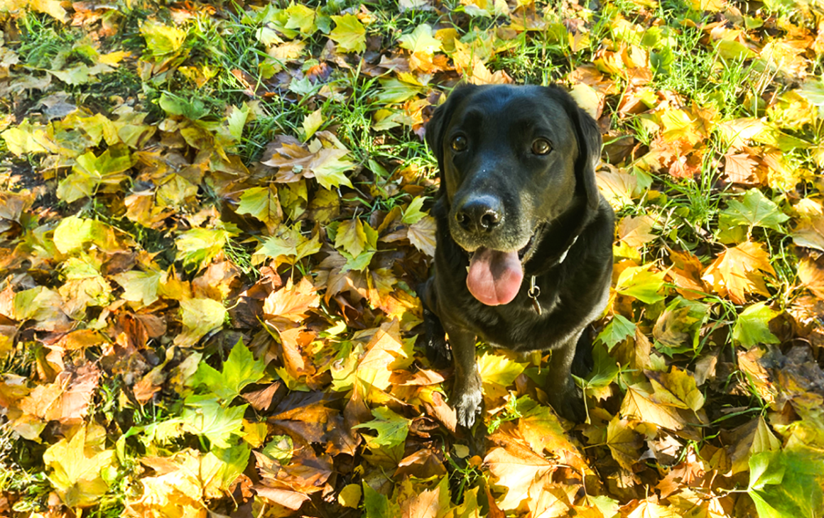 Labrador Lifeline