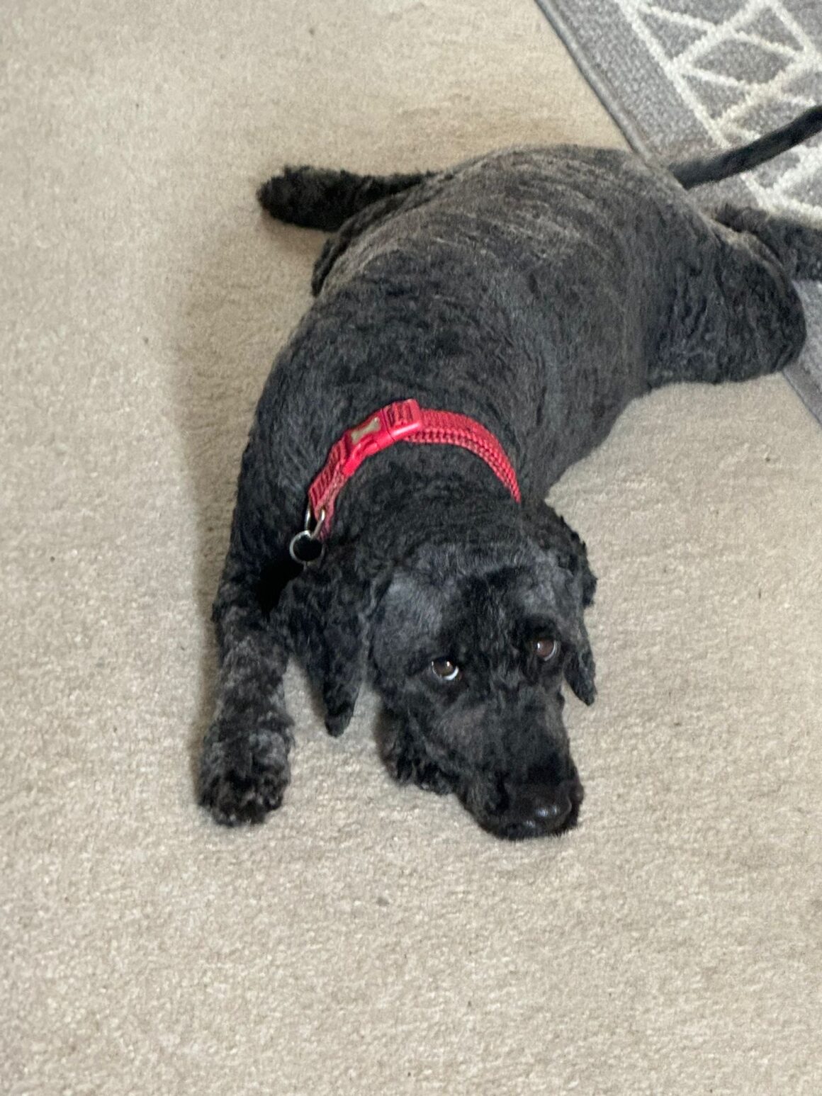 Henry – Labrador Lifeline