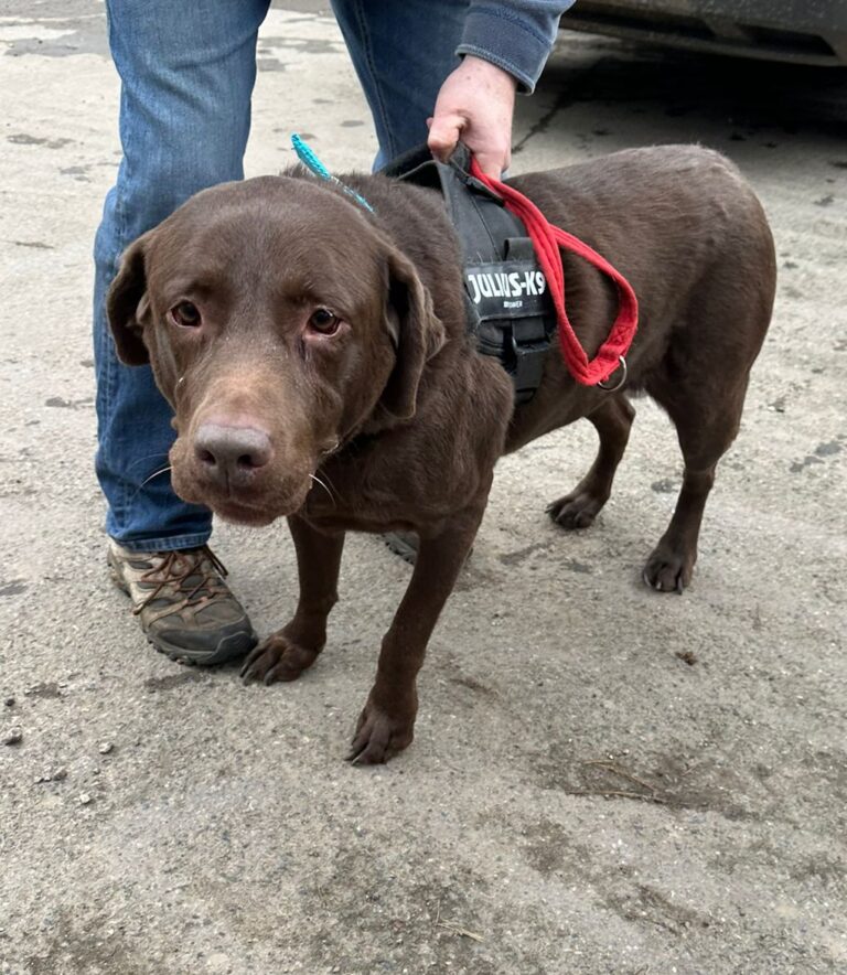 Bertie – Labrador Lifeline