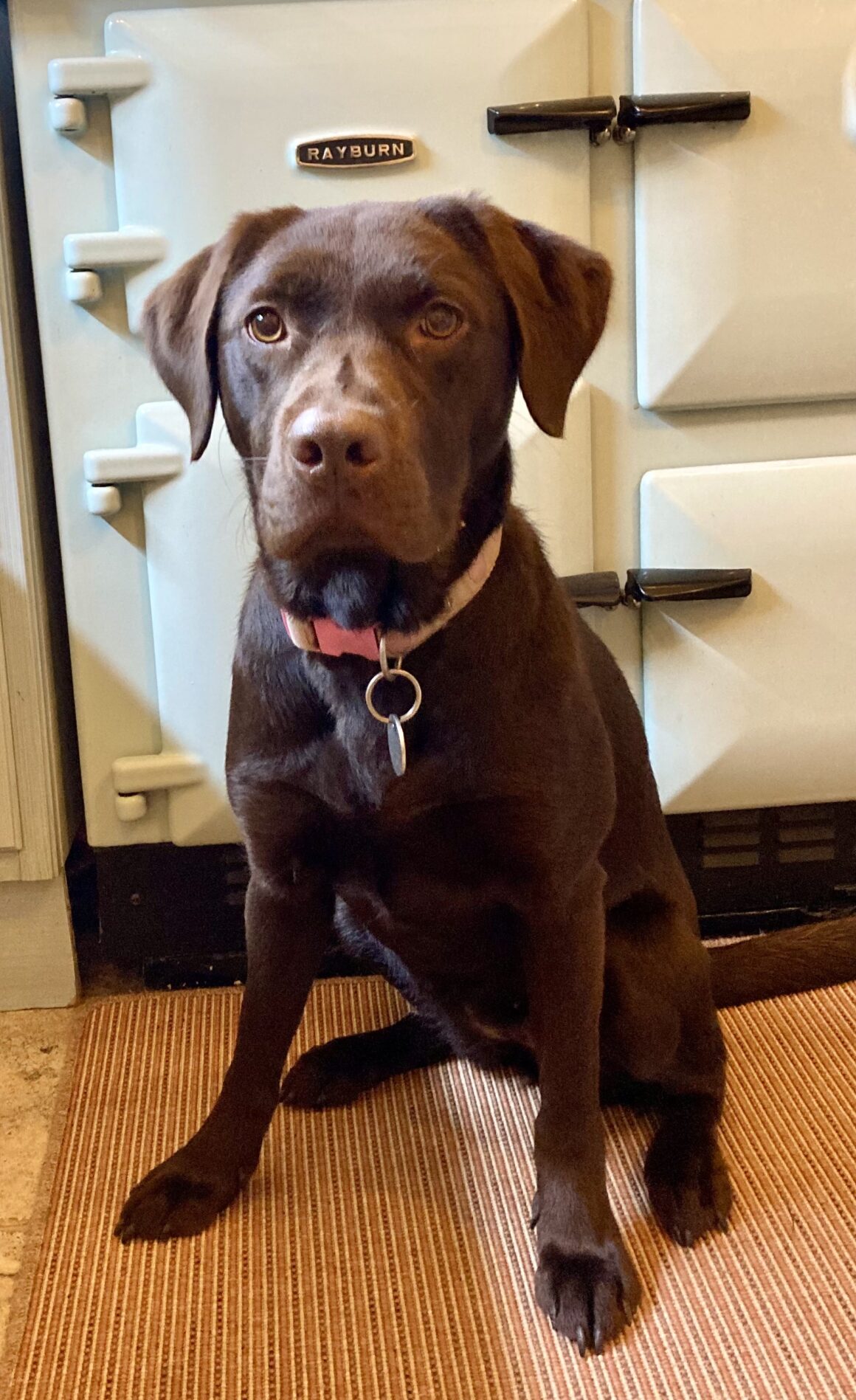 Molly – Labrador Lifeline