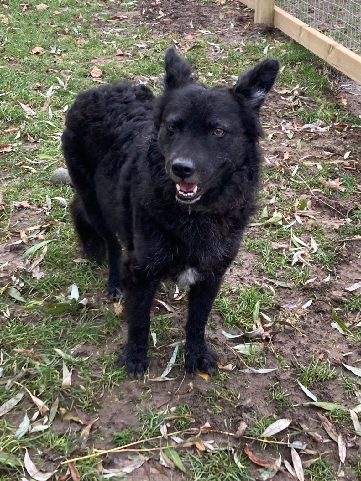 Poppy – Labrador Lifeline