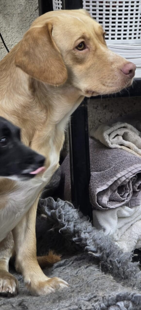 Southern – Labrador Lifeline