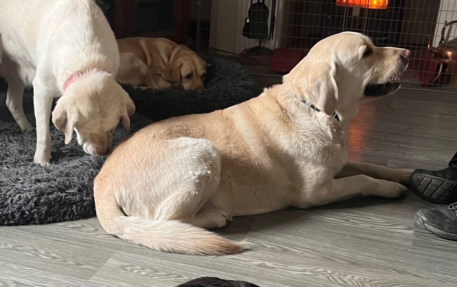 Dexter – Labrador Lifeline