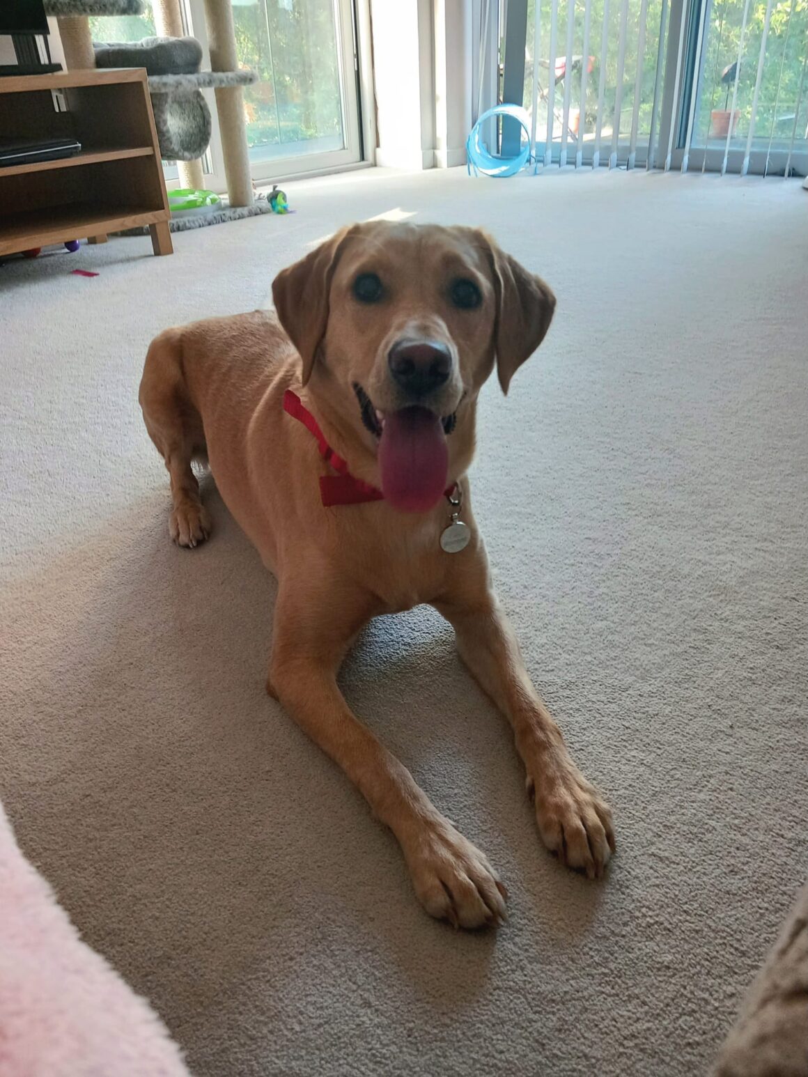 Ruby – Labrador Lifeline