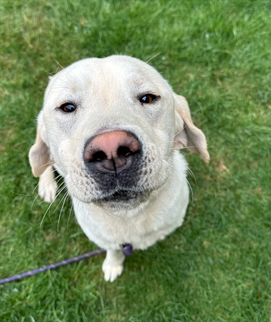 Southern – Labrador Lifeline