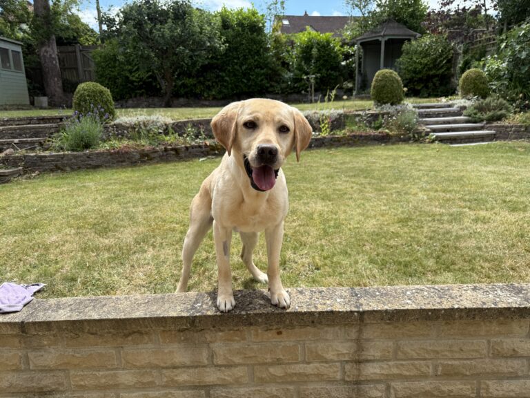 Ted – Labrador Lifeline