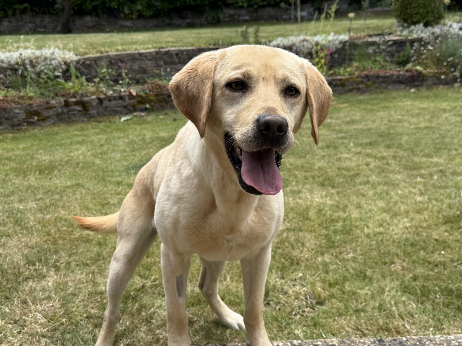 Ted – Labrador Lifeline