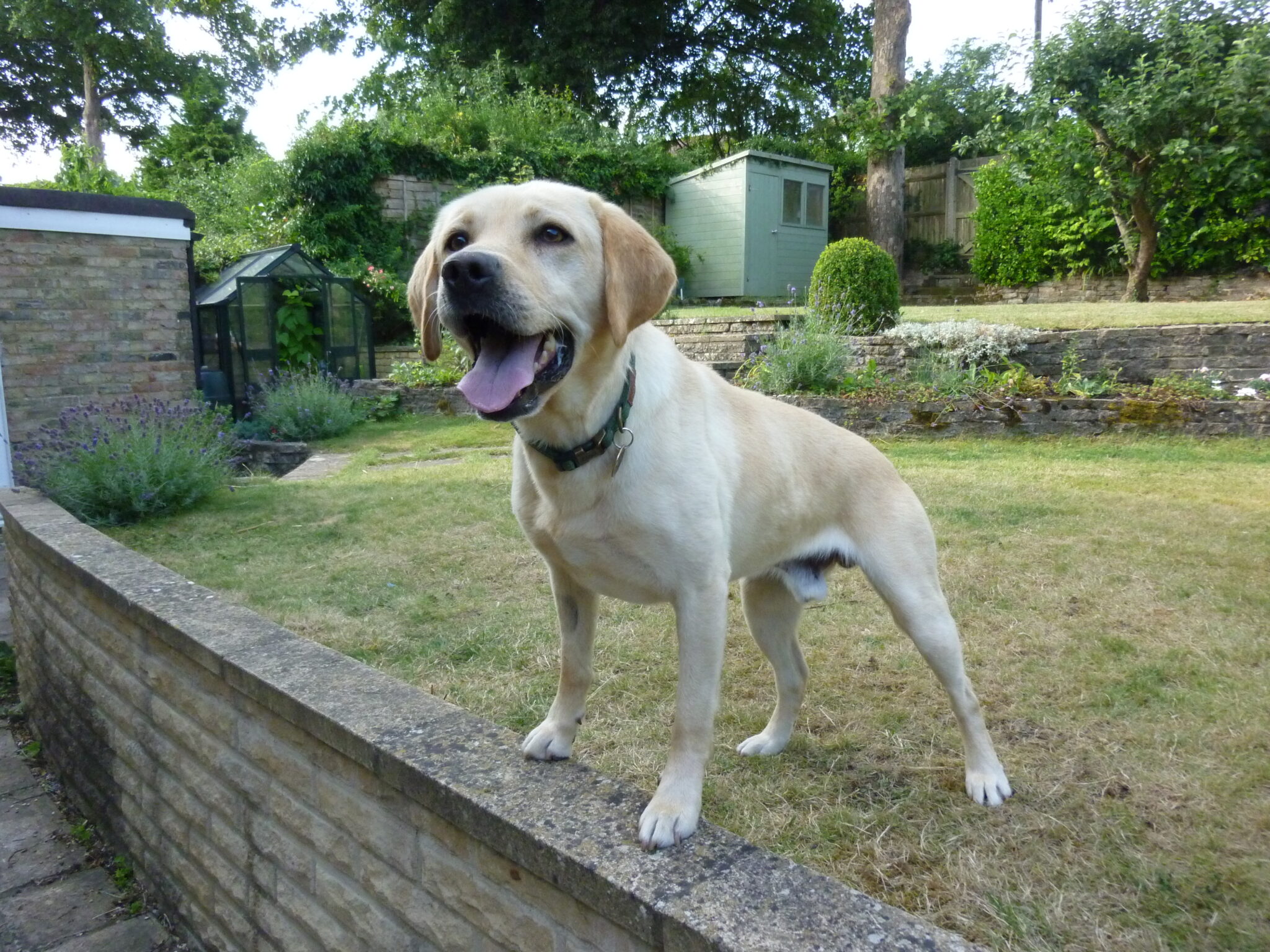 Ted – Labrador Lifeline