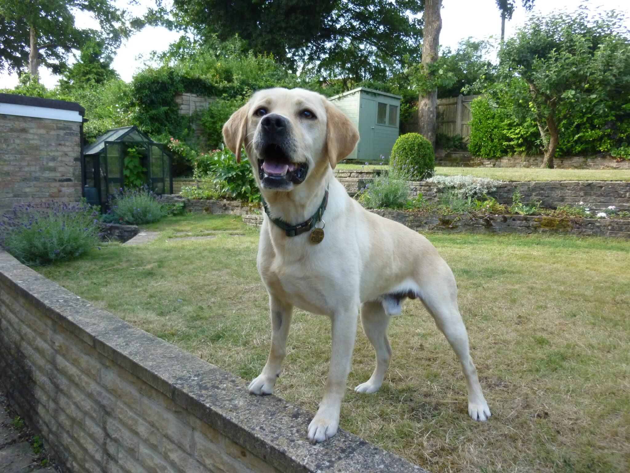 Ted – Labrador Lifeline