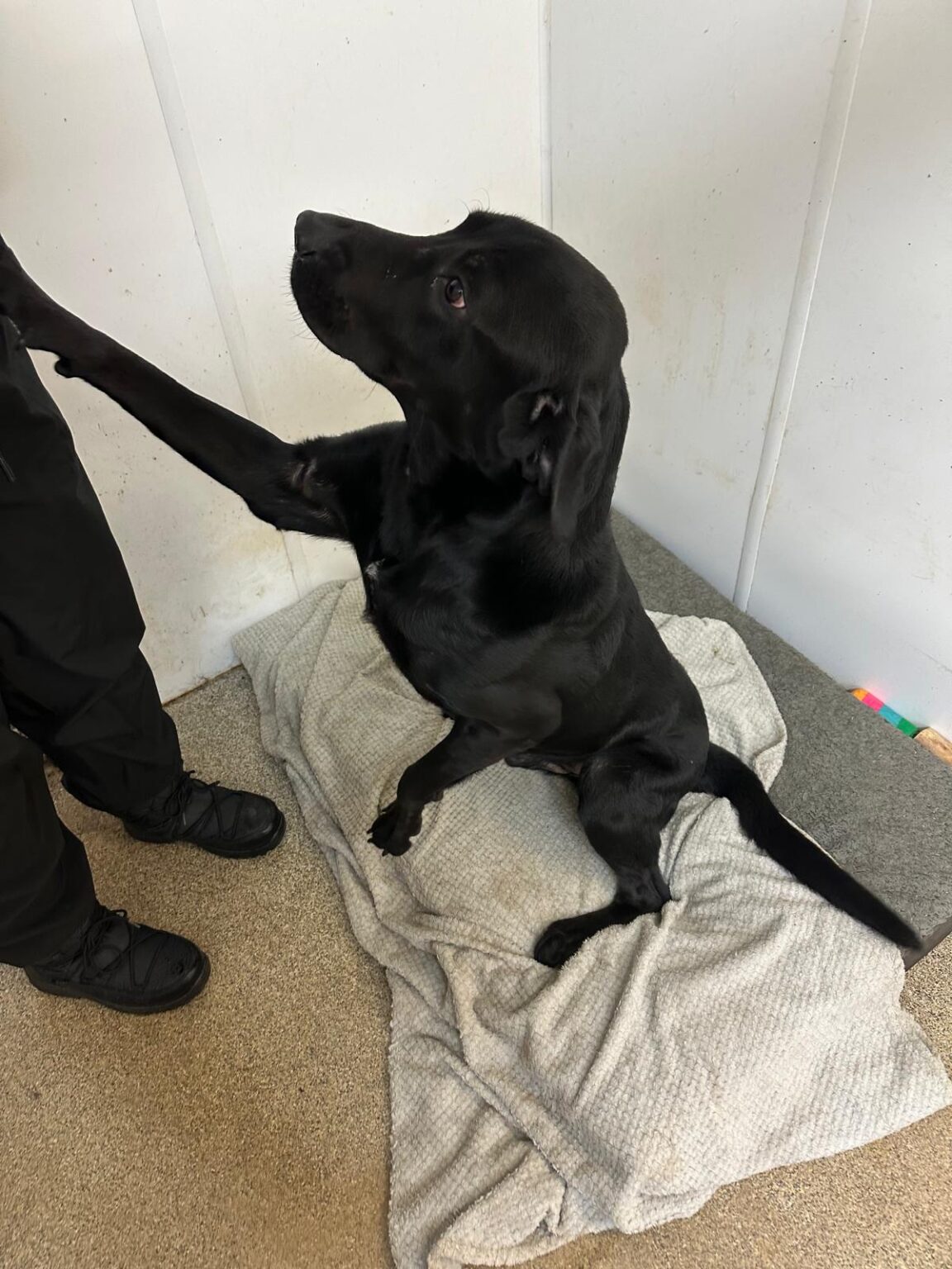 Murphy – Labrador Lifeline