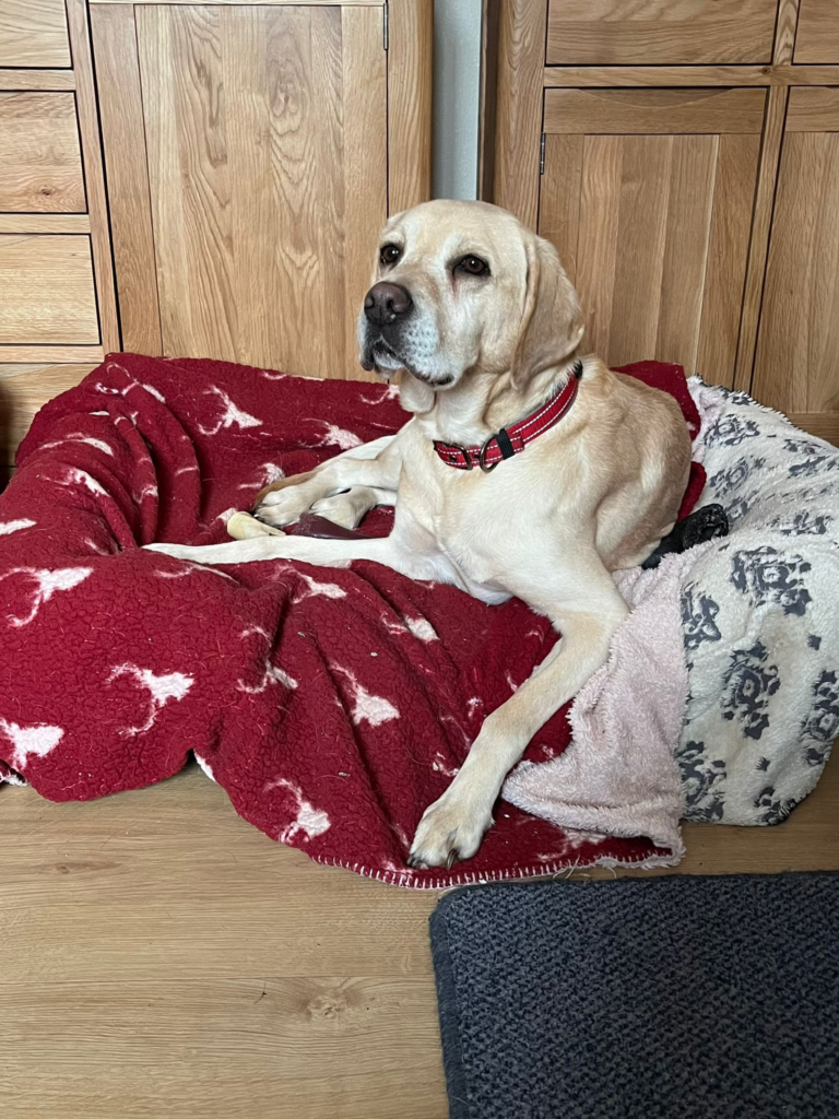 Archie – Labrador Lifeline