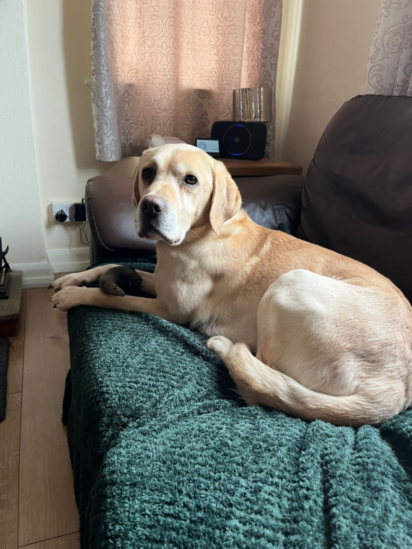 Archie – Labrador Lifeline