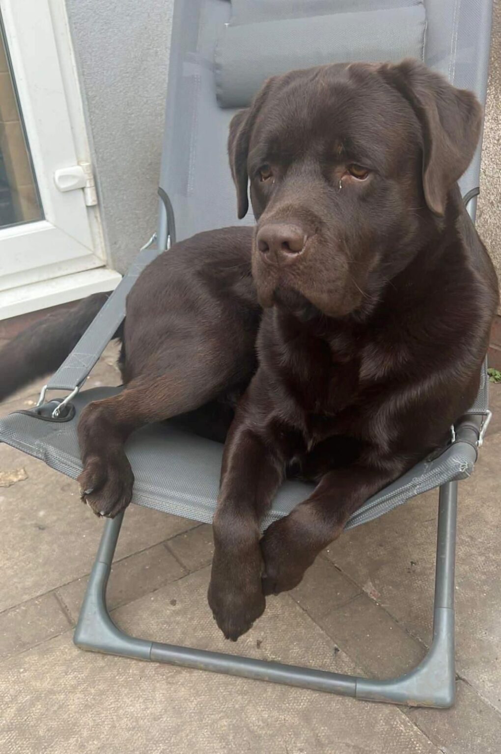 Ares – Labrador Lifeline