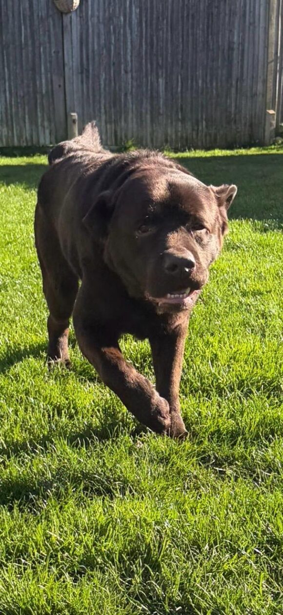 Ares – Labrador Lifeline