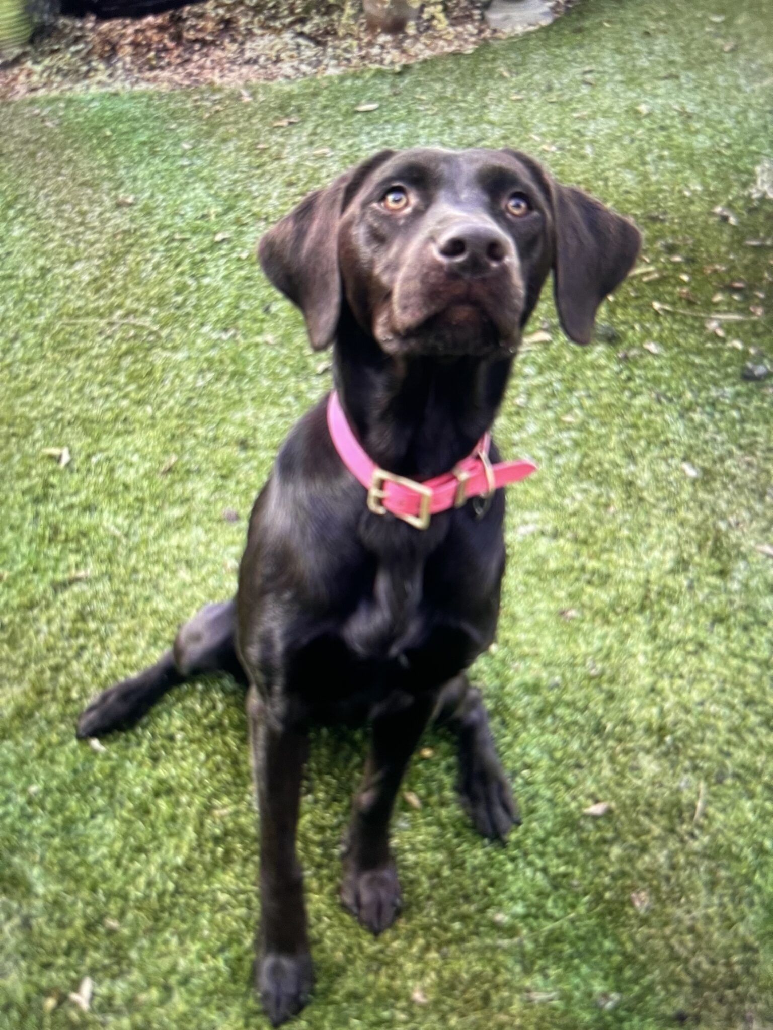 Millie – Labrador Lifeline